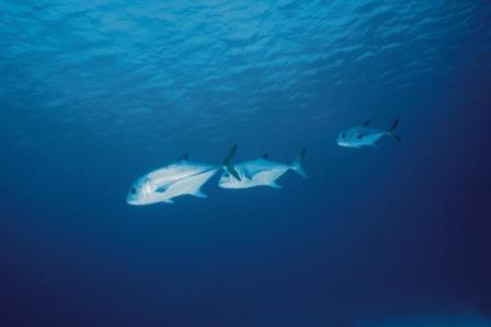 Tuna Have Become Radioactive in Addition to Mercury - Heal Naturally