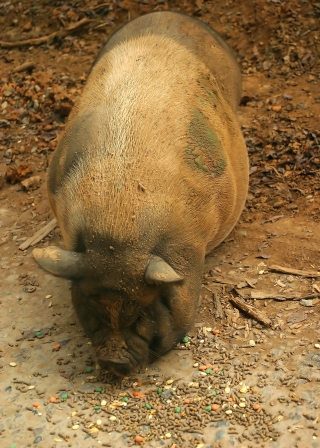 U.S. Pork Infected with Resistant Bacteria and Growth Drug - Heal Naturally